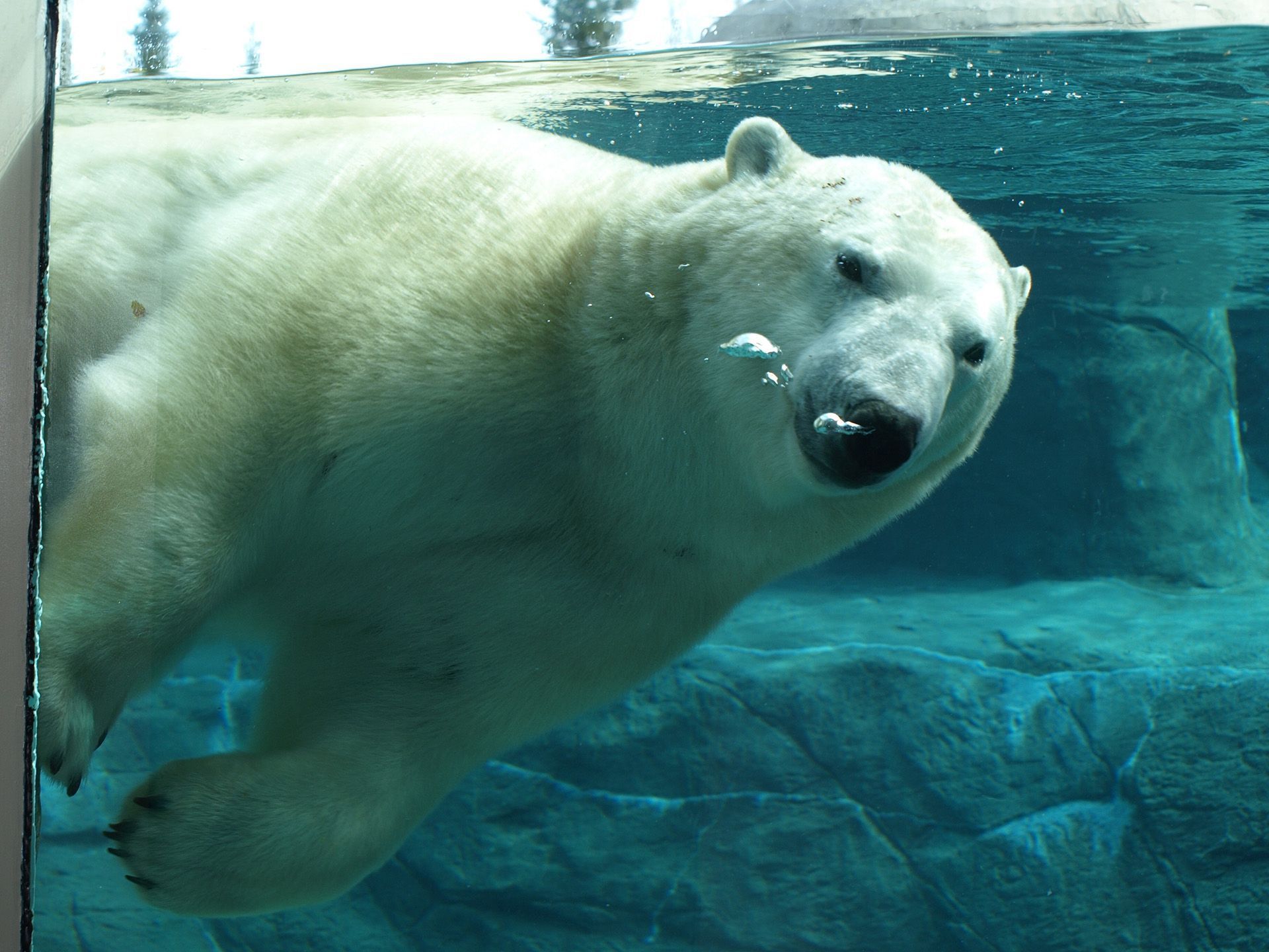 Cochrane | The Seven